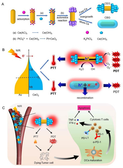 Cerium End-Deposited Gold Nanorods-Based Photoimmunotherapy for ...