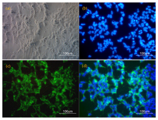 Activation of Insulin Gene Expression via Transfection of a CRISPR ...