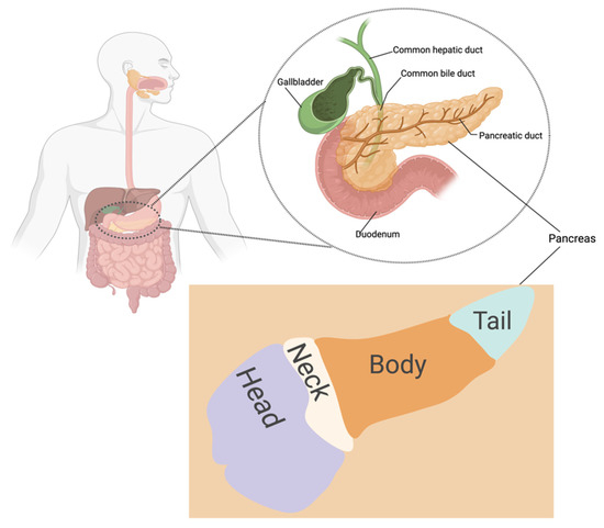 Drug Delivery Strategies for the Treatment of Pancreatic Cancer