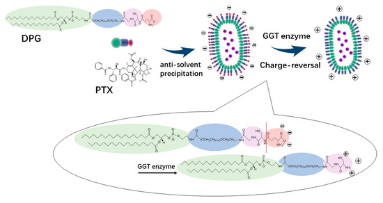 A γ-Glutamyl Transpeptidase (GGT)-Triggered Charge Reversal Drug ...