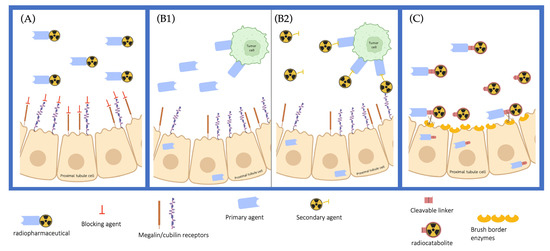 Pharmaceutics | Free Full-Text | Optimizing the Safety and Efficacy of ...