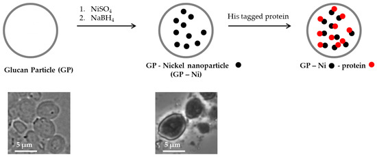 One Step Purification—Vaccine Delivery System