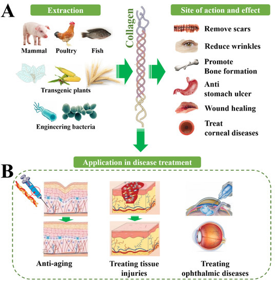 Pharmacological Functions, Synthesis, and Delivery Progress for Collagen as Biodrug and Biomaterial