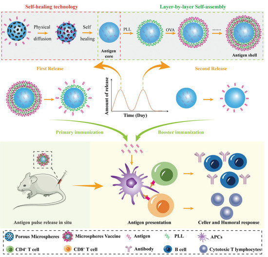 Layer-by-Layer Nanoassemblies for Vaccination Purposes