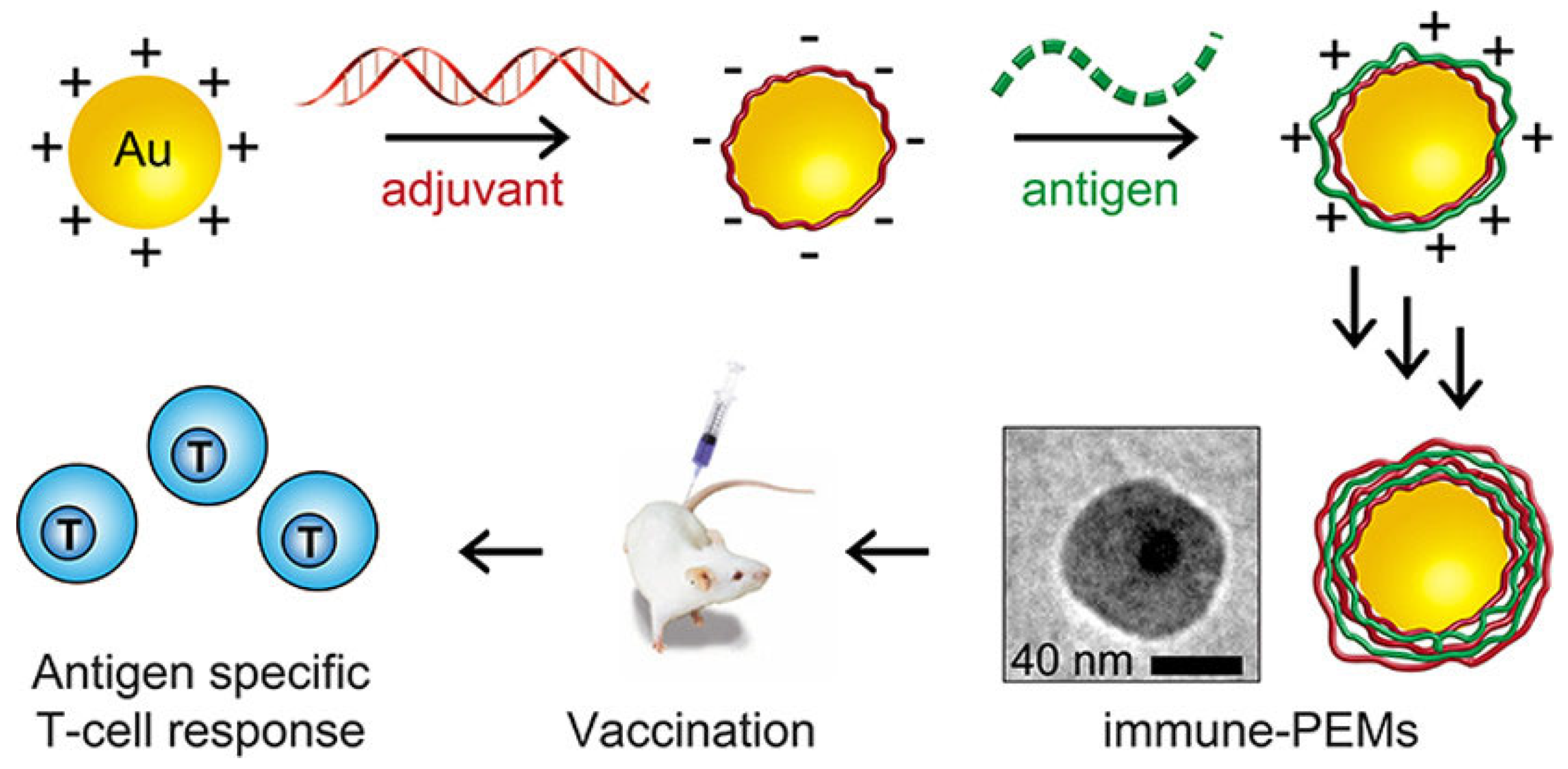 Pharmaceutics | Free Full-Text | Layer-by-Layer Nanoassemblies for Vaccination Purposes