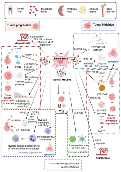 Emerging Roles of Mesenchymal Stem/Stromal-Cell-Derived Extracellular Vesicles in Cancer Therapy