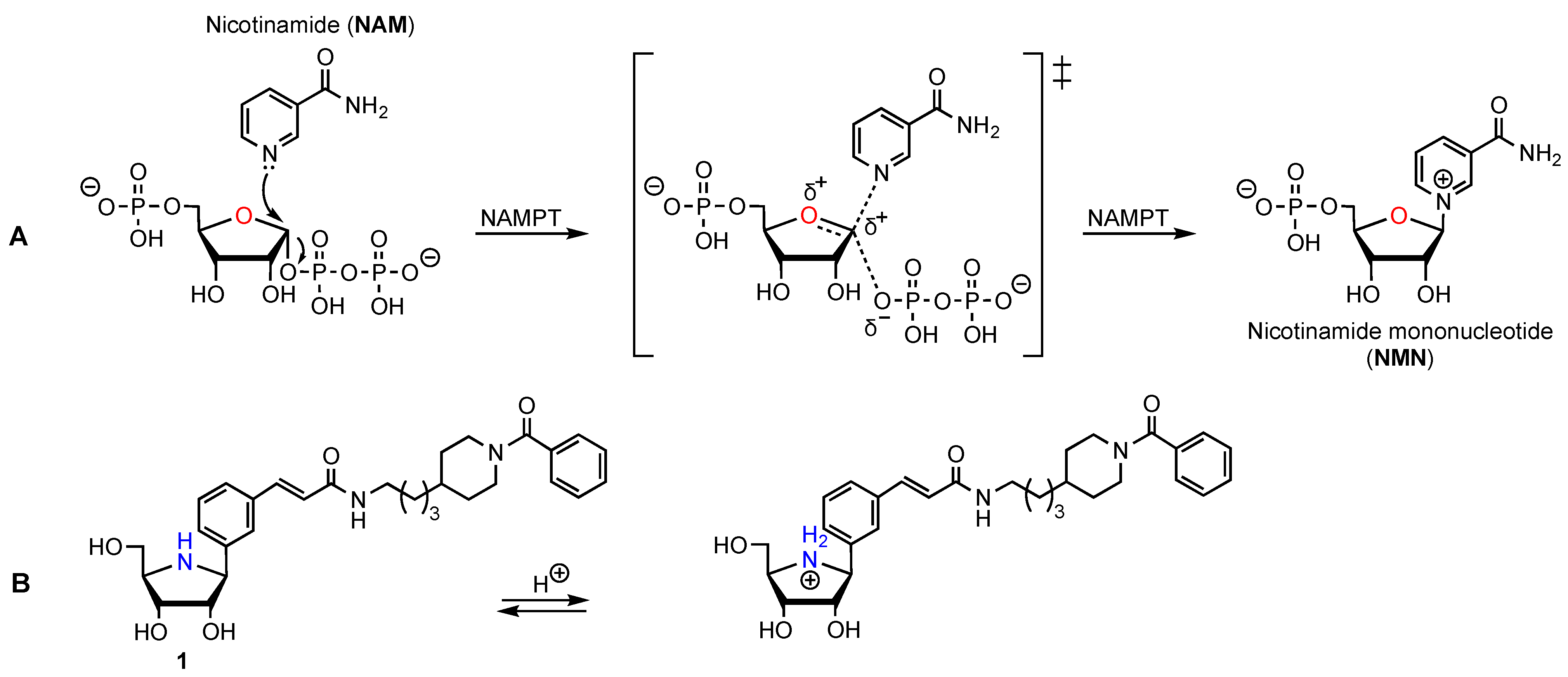 Iminosugar-Based Nicotinamide Phosphoribosyltransferase (NAMPT) Inhibitors as Potential Anti ...