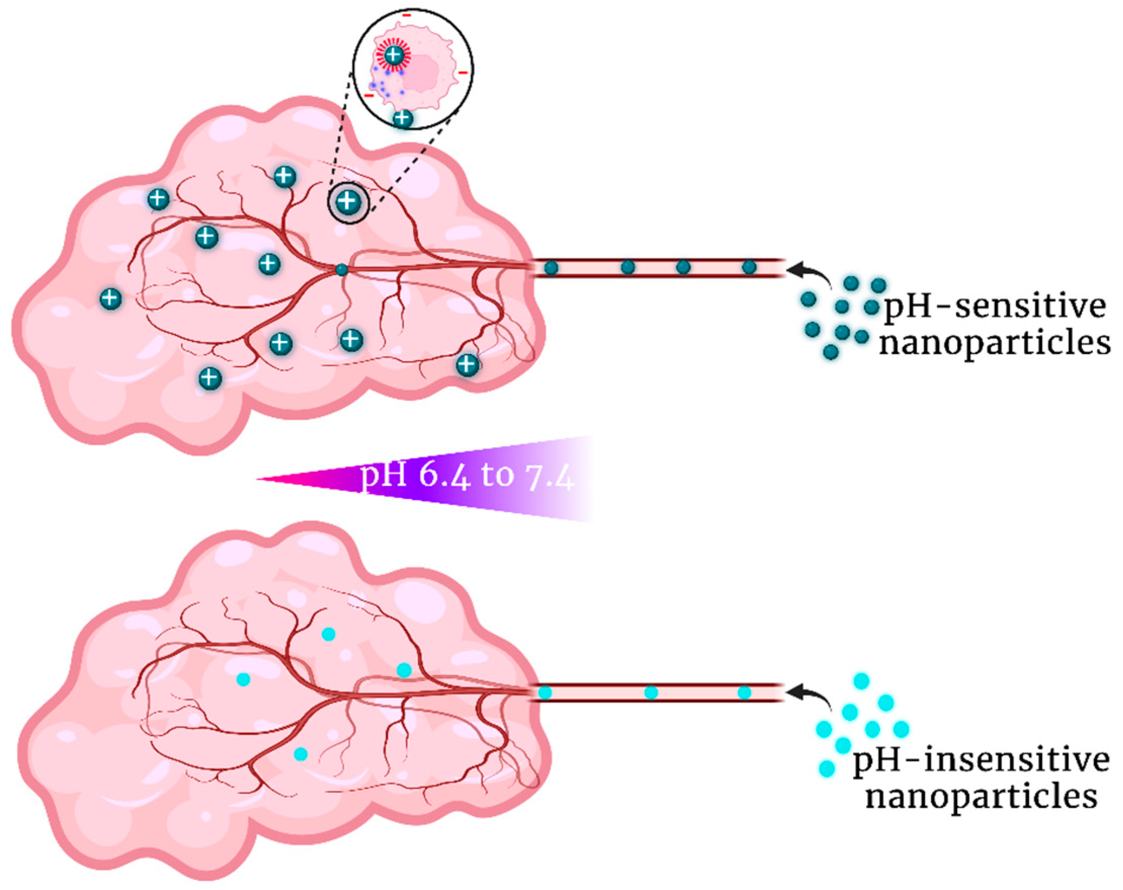 Delivery of Chemotherapy Agents and Nucleic Acids with pH-Dependent ...