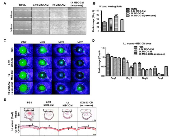 Wound-Healing Effects of Mesenchymal Stromal Cell Secretome in the ...