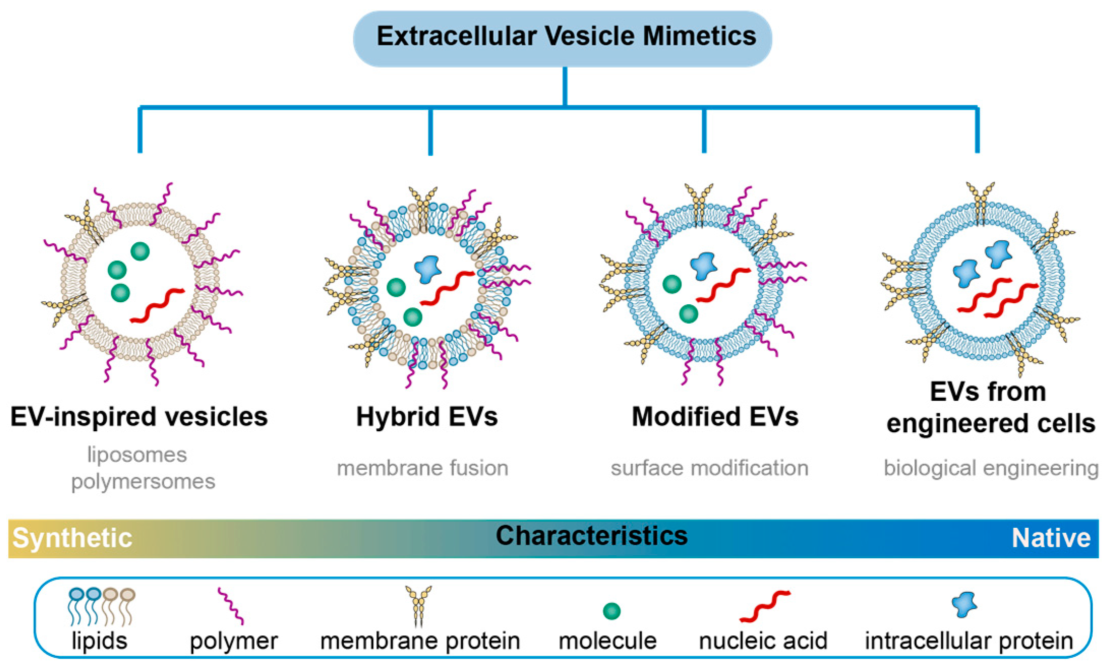 Pharmaceutics | Free Full-Text | Polymers in Engineering Extracellular Vesicle Mimetics: Current ...