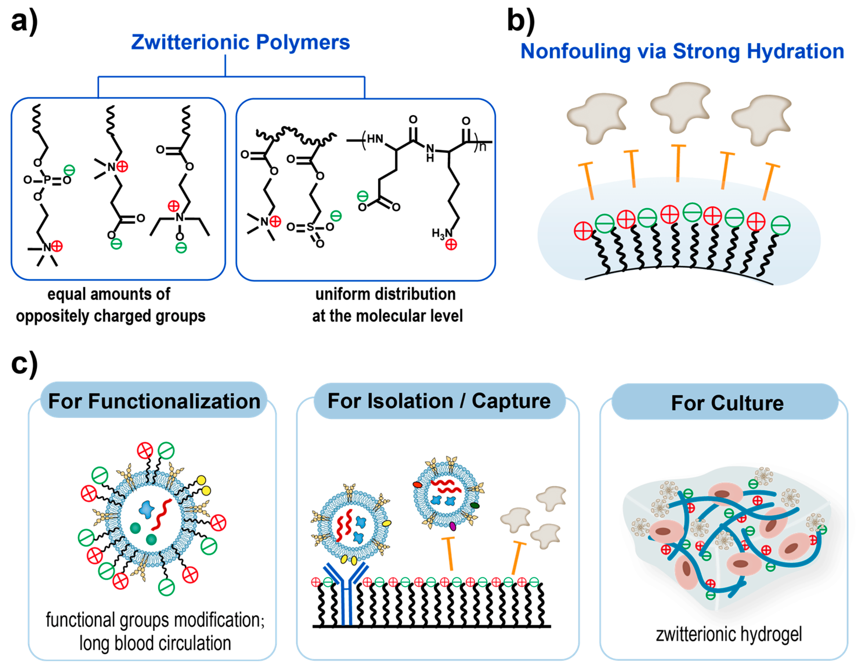 Pharmaceutics | Free Full-Text | Polymers in Engineering Extracellular ...