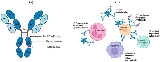 Uses and Challenges of Antiviral Polyclonal and Monoclonal Antibody ...