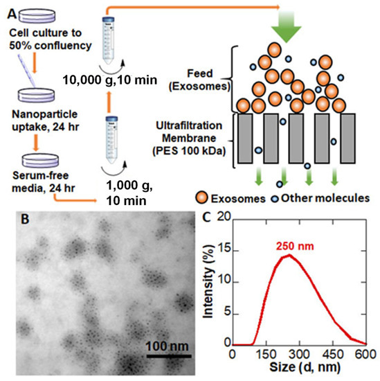 Preparation of Nanoparticle-Loaded Extracellular Vesicles Using Direct ...