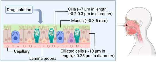 Pharmaceutics | Free Full-Text | Challenges in the Development and ...