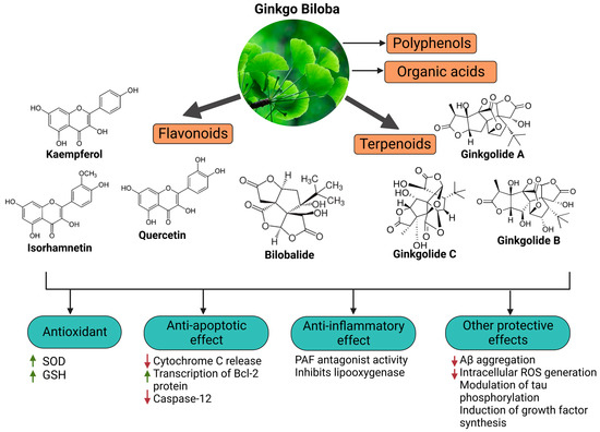 Ginkgo Biloba and Long COVID: In Vivo and In Vitro Models for the ...