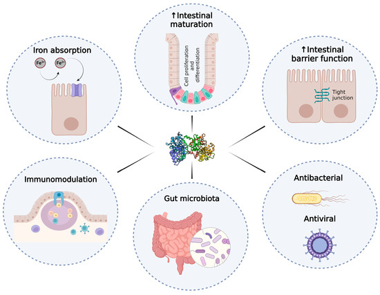 The Role of Lactoferrin in Intestinal Health