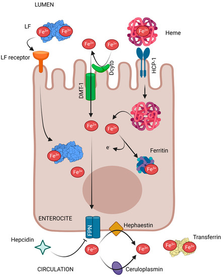 The Role of Lactoferrin in Intestinal Health