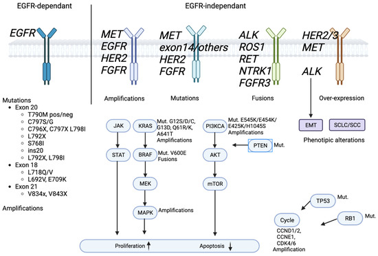 The Resistance to EGFR-TKIs in Non-Small Cell Lung Cancer: From ...