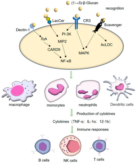 Immunomodulatory Effect and Biological Significance of β-Glucans