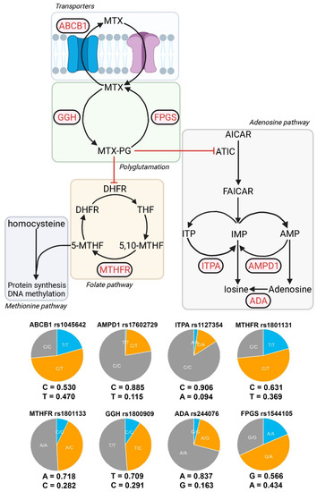 Pharmacogenetic Sex-Specific Effects of Methotrexate Response in ...