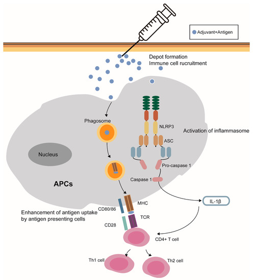 Research Progress of Aluminum Phosphate Adjuvants and Their Action Mechanisms