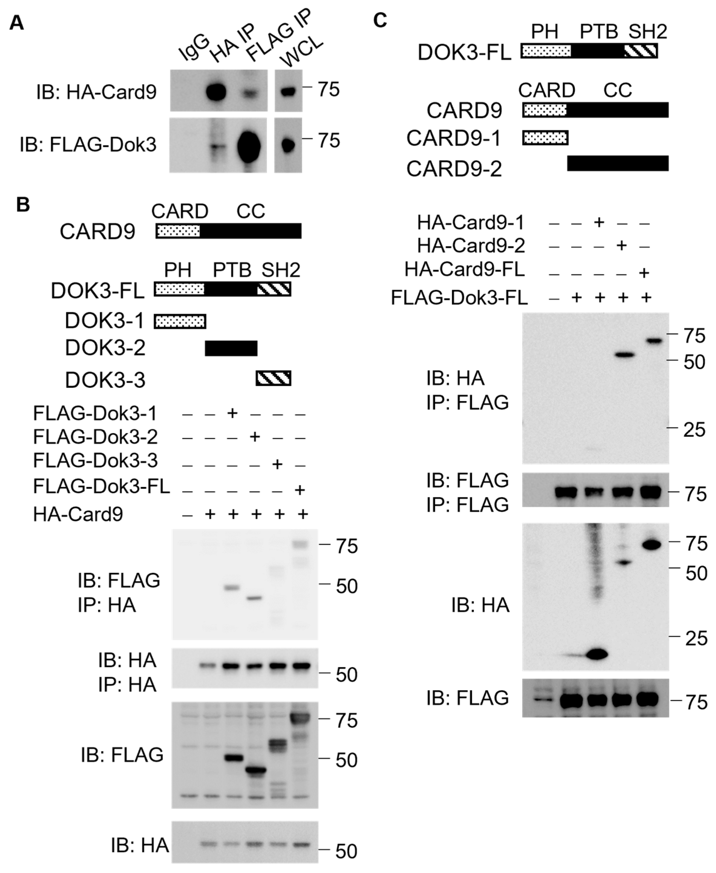 Disrupting the Dok3–Card9 Interaction with Synthetic Peptides Enhances ...