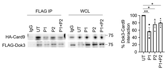 Disrupting the Dok3–Card9 Interaction with Synthetic Peptides Enhances ...