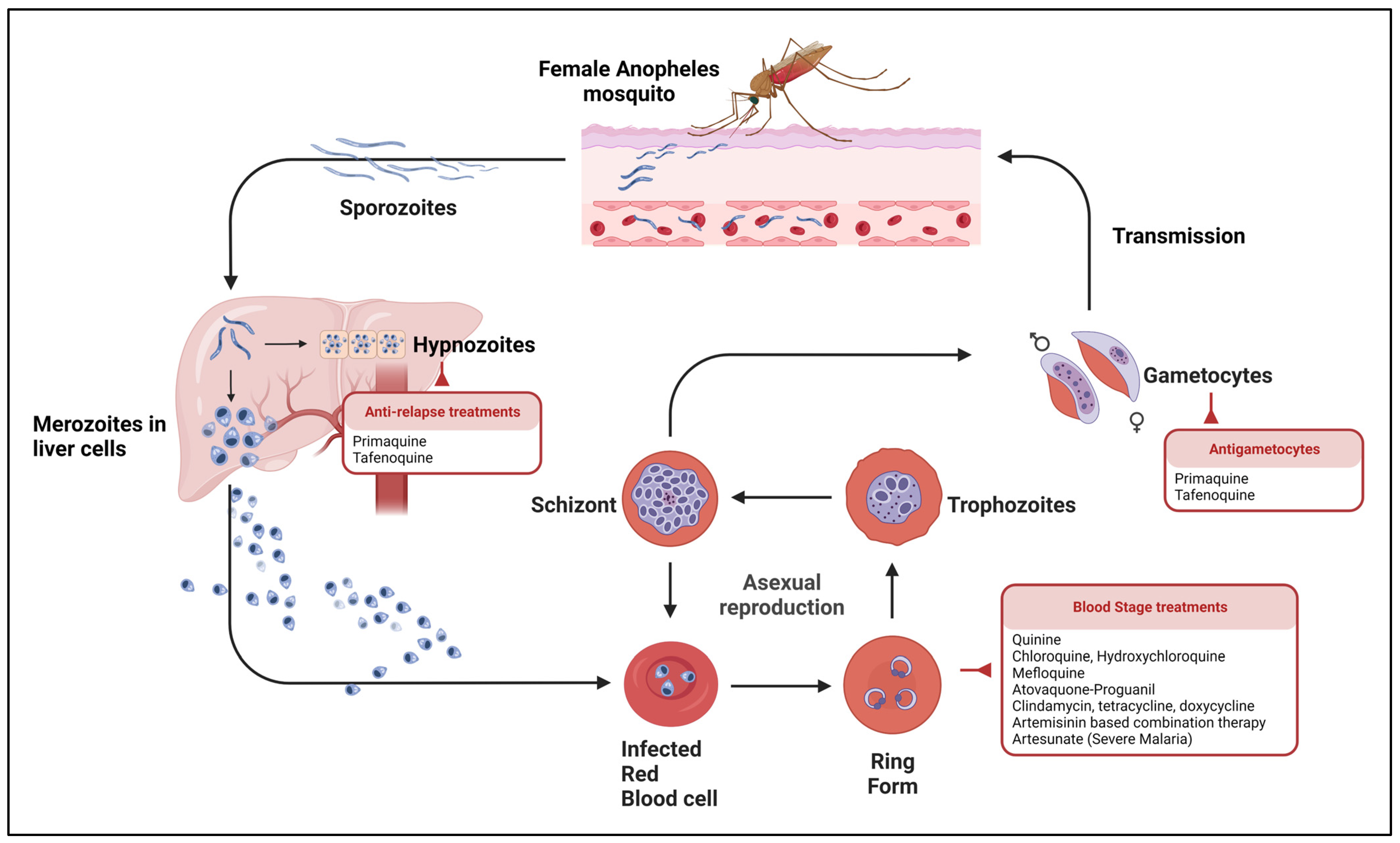 Chloroquine Malaria Chloroquine Malaria