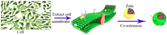 Recent Advances in Zein-Based Nanocarriers for Precise Cancer Therapy