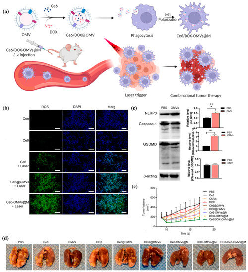Biomimetic Cell-Derived Nanoparticles: Emerging Platforms for Cancer Immunotherapy