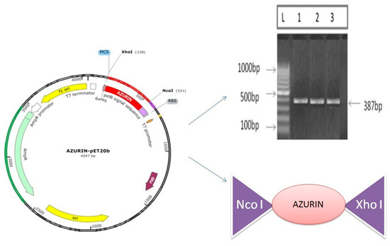 Computational Modeling, High-Level Soluble Expression and In Vitro ...