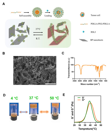 Cascade Amplification of Pyroptosis and Apoptosis for Cancer Therapy ...