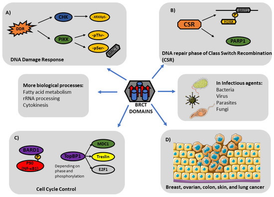 BRCT Domains: Structure, Functions, and Implications in Disease—New ...