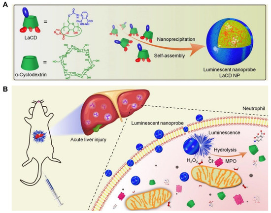 Research Progress of Neutrophil-Mediated Drug Delivery Strategies for ...