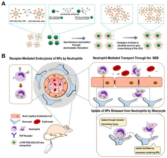 Research Progress of Neutrophil-Mediated Drug Delivery Strategies for ...