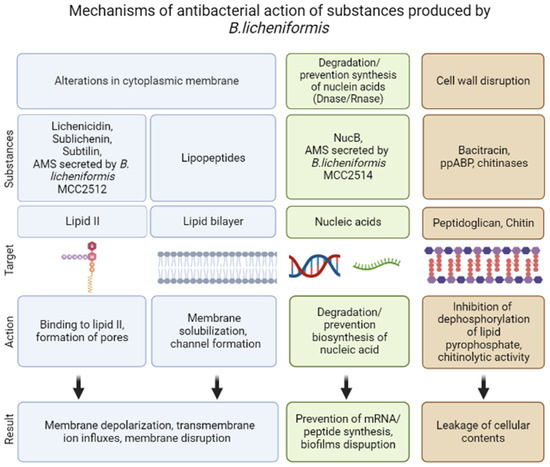 Bacillus licheniformis: A Producer of Antimicrobial Substances ...