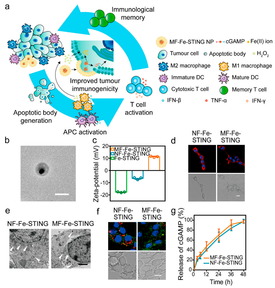 Recent Progress in Extracellular Vesicle-Based Carriers for Targeted Drug Delivery in Cancer Therapy