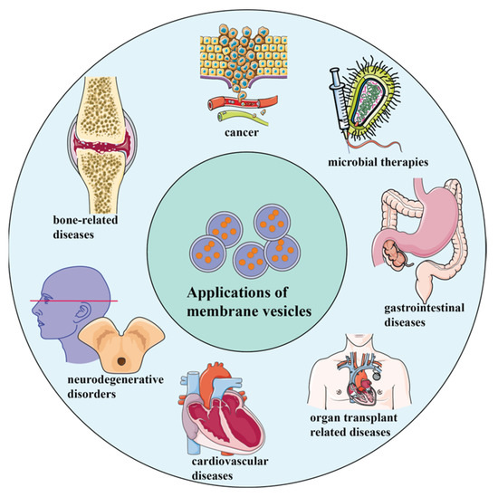 Membrane Vesicles as Drug Delivery Systems: Source, Preparation ...