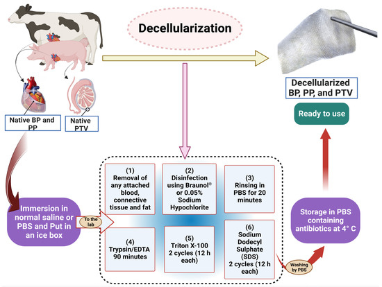 Pharmaceutics | Free Full-Text | Comparison of Bovine- and Porcine ...