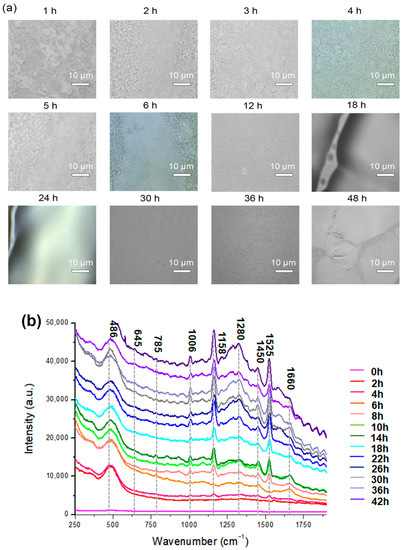 Pharmaceutics | Free Full-Text | Antimicrobial Agent against ...