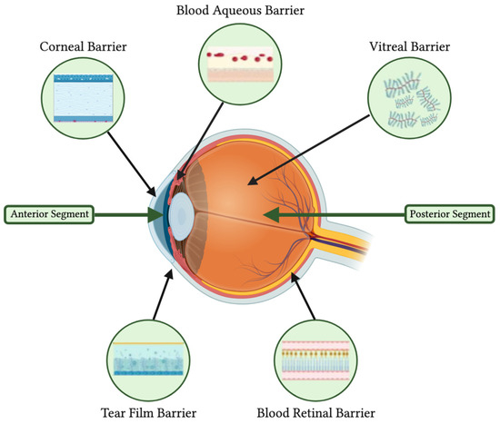 A New Era in Ocular Therapeutics: Advanced Drug Delivery Systems for ...