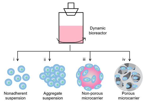 Chitosan Scaffolds as Microcarriers for Dynamic Culture of Human Neural ...