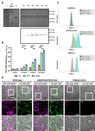 cCPE Fusion Proteins as Molecular Probes to Detect Claudins and Tight ...