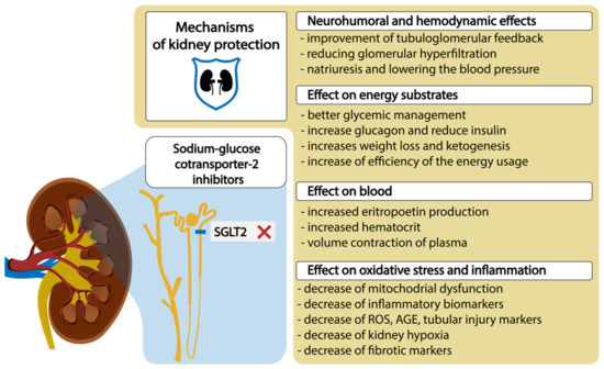 SGLT2 Inhibitors in the Treatment of Diabetic Kidney Disease: More than ...