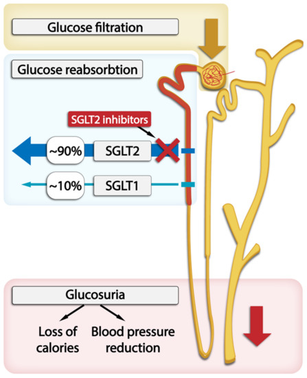 SGLT2 Inhibitors in the Treatment of Diabetic Kidney Disease: More than ...