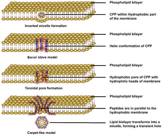 Cell-Penetrating and Targeted Peptides Delivery Systems as Potential Pharmaceutical Carriers for ...