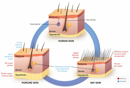 Methodologies to Evaluate the Hair Follicle-Targeted Drug Delivery ...