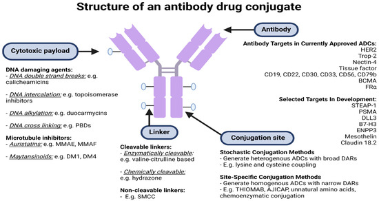 Antibody–Drug Conjugates: Ushering in a New Era of Cancer Therapy