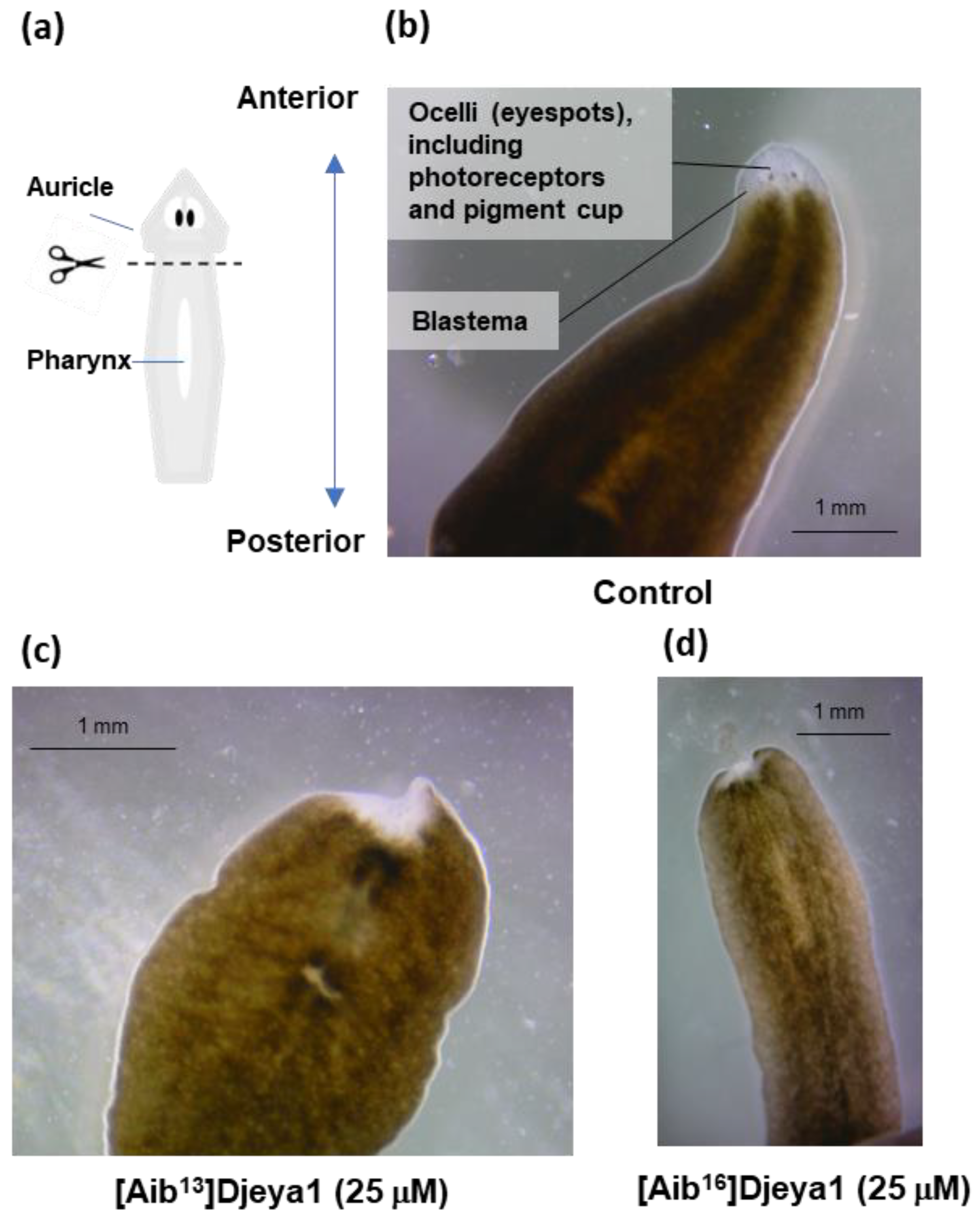 Stem Cell Bioengineering with Bioportides: Inhibition of Planarian Head Regeneration with ...