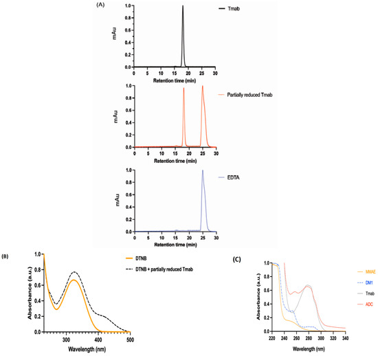 A Novel Dual-Payload ADC for the Treatment of HER2+ Breast and Colon Cancer